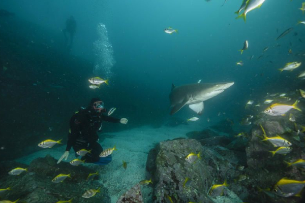 Realscreen » Archive » Nat Geo’s ‘SharkFest’ to extend across Disney+ ...