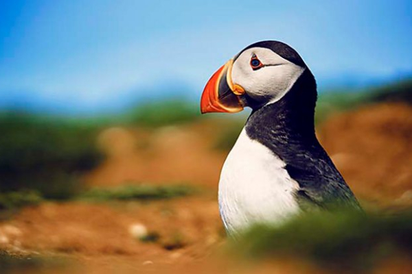 Realscreen » Archive » BBC commissions “Wild Isles” doc series with Sir ...