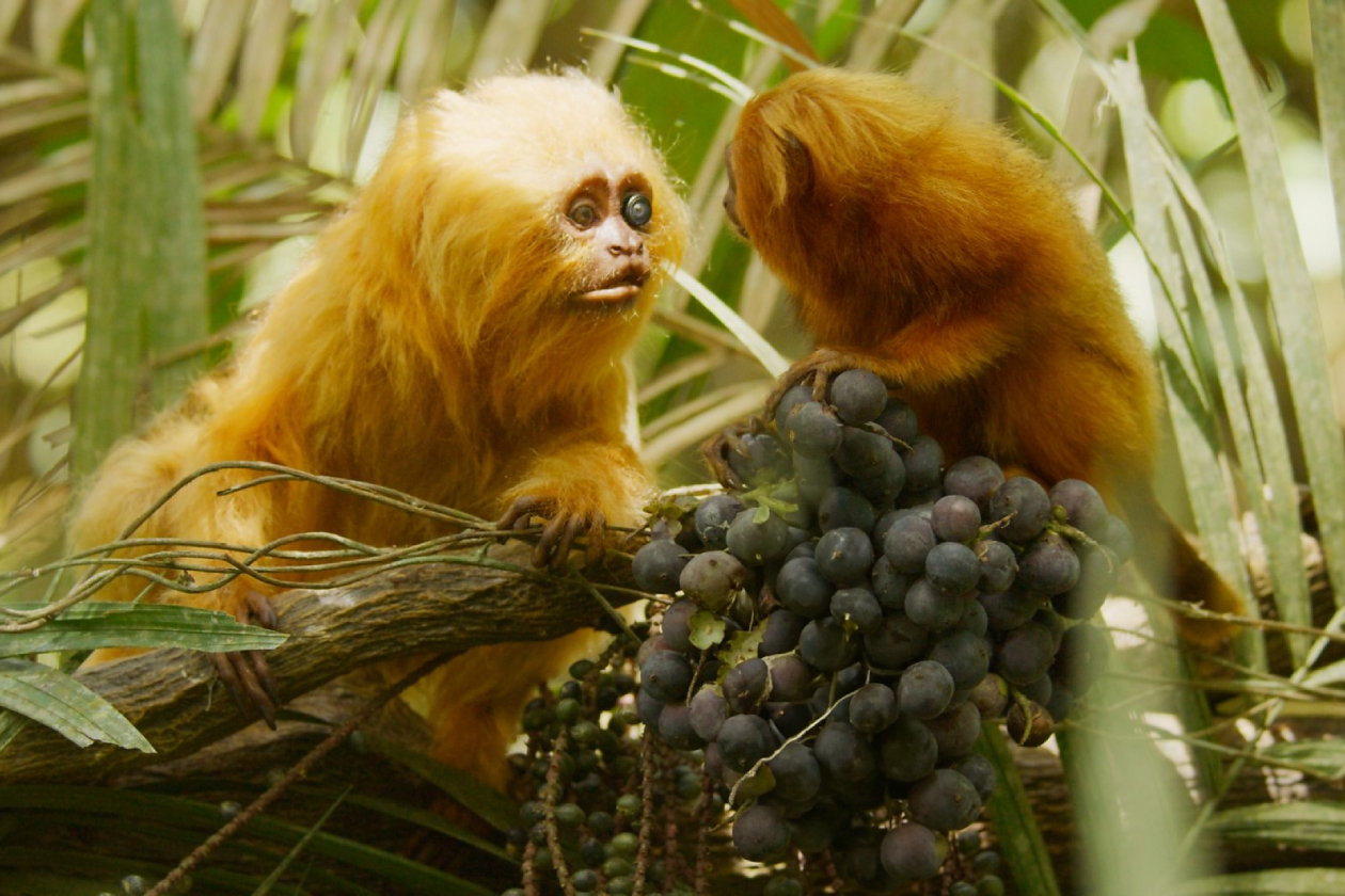 Realscreen » Archive » UK commissions: BBC orders natural history trio ...