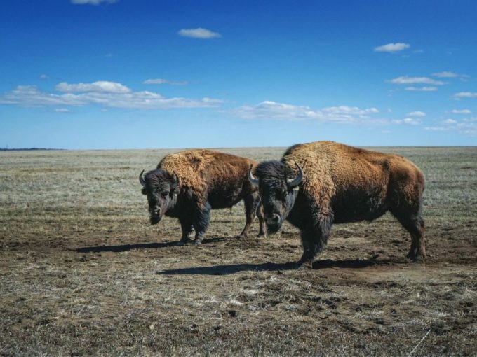 Realscreen » Archive » APTN greenlights wildlife docuseries “Animal Nation”