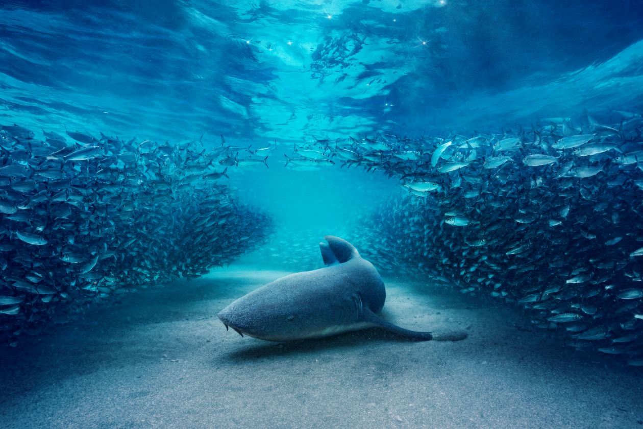 Realscreen » Archive » “Blue Planet III” headlines BBC Studios Showcase ...