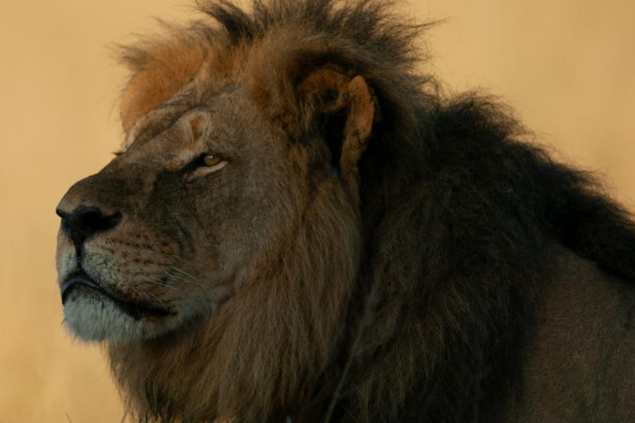Realscreen » Archive » Channel 4 doc “Cecil” examines 2015 hunting ...